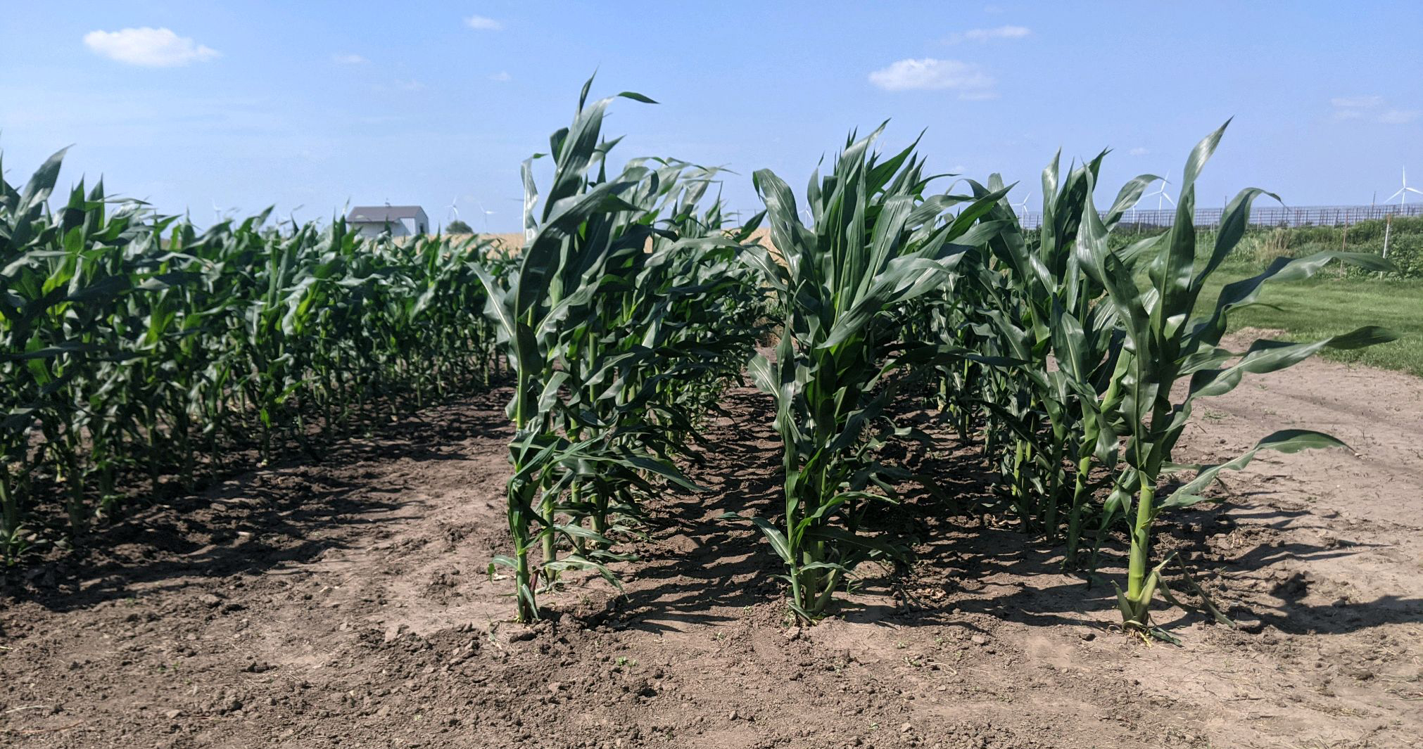 Historic Corn Plot