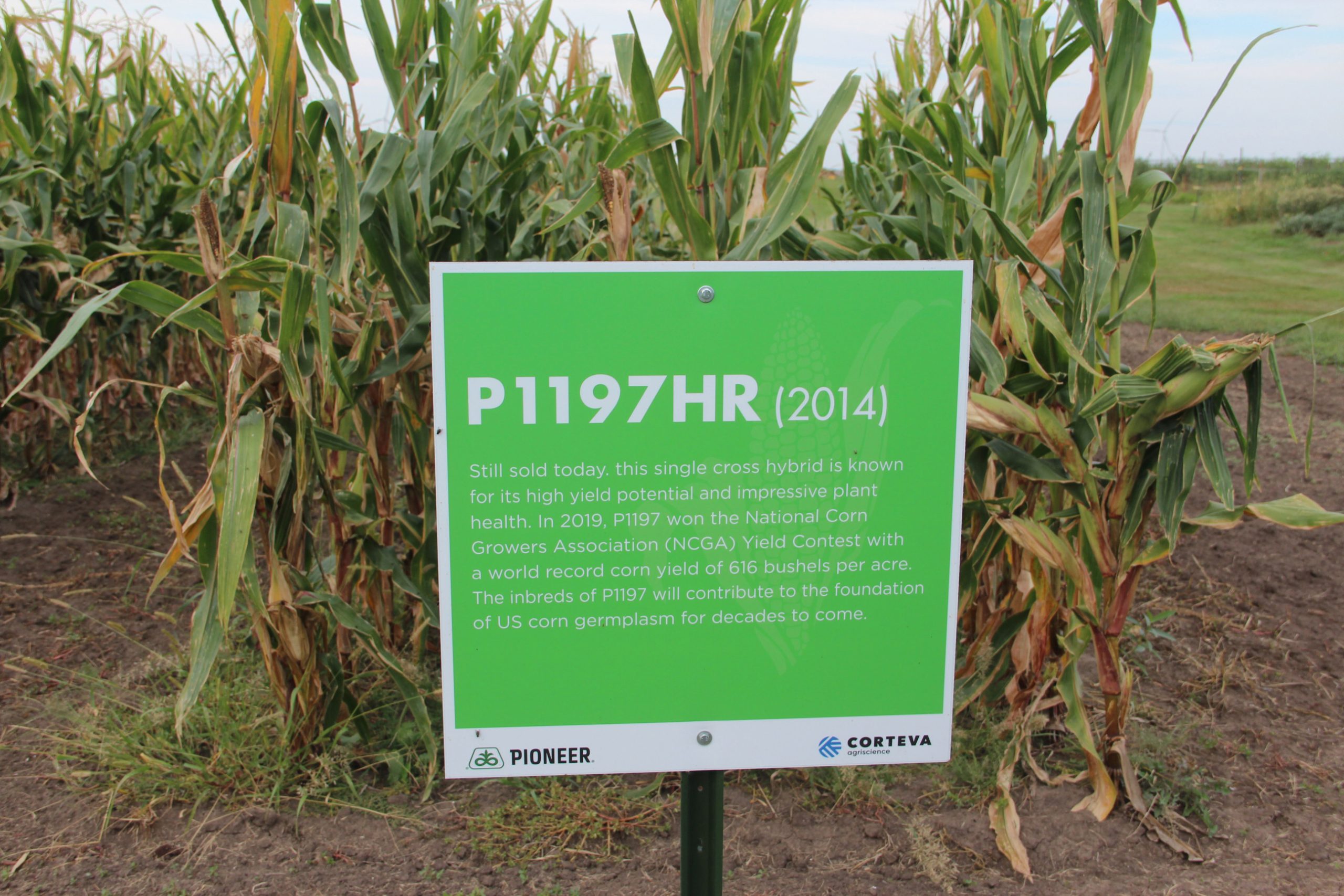 Historic Corn Plot