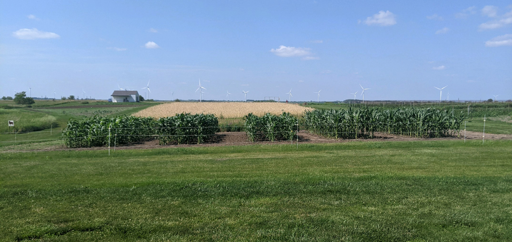 Historic Corn Plot