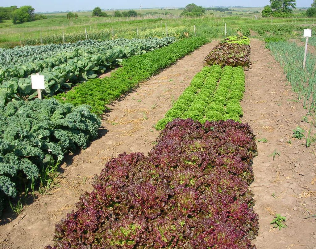 The Wallace Centers of Iowa